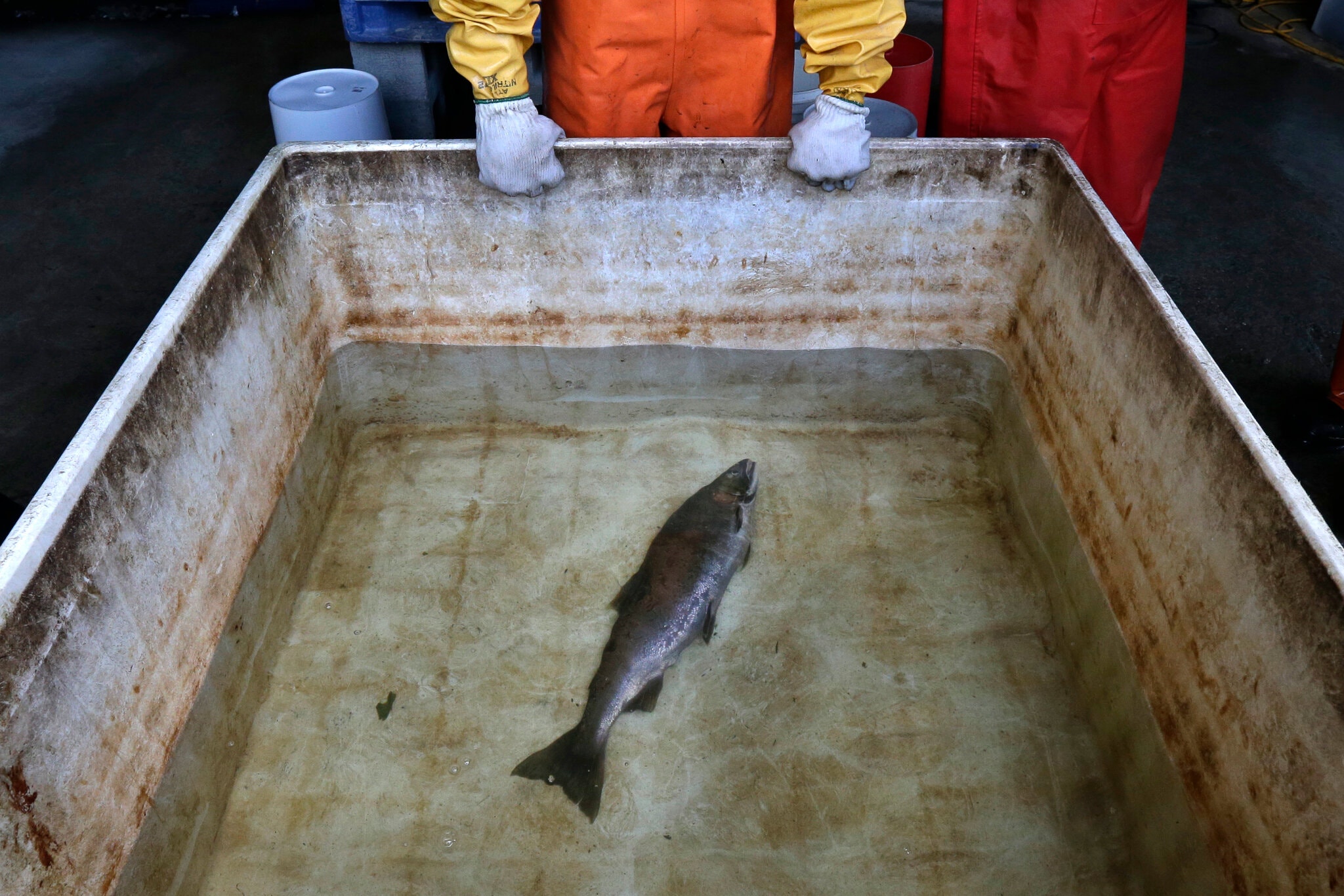 Mysterious Coho Deaths Explained Tidal Exchange News Science Policy mysterious-coho-deaths-explained-tidal-exchange-news-science-policy